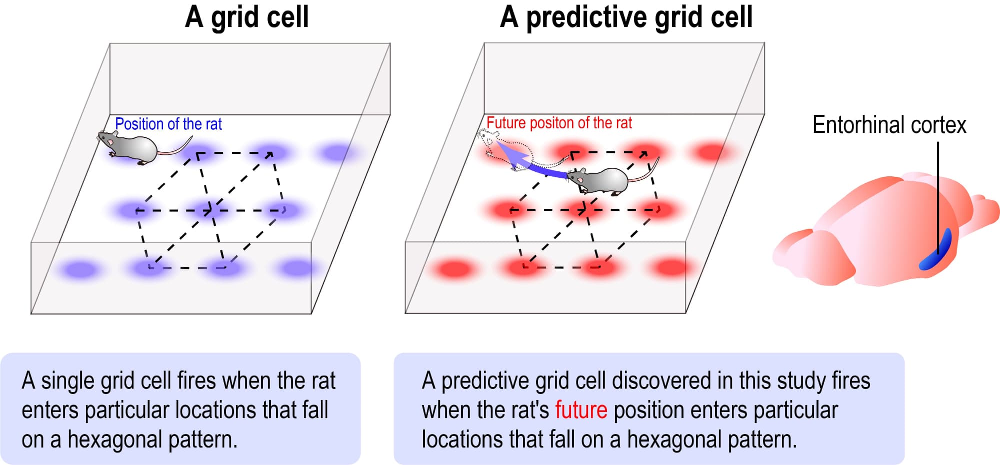 Researchers discover brain region that plans future locations ...