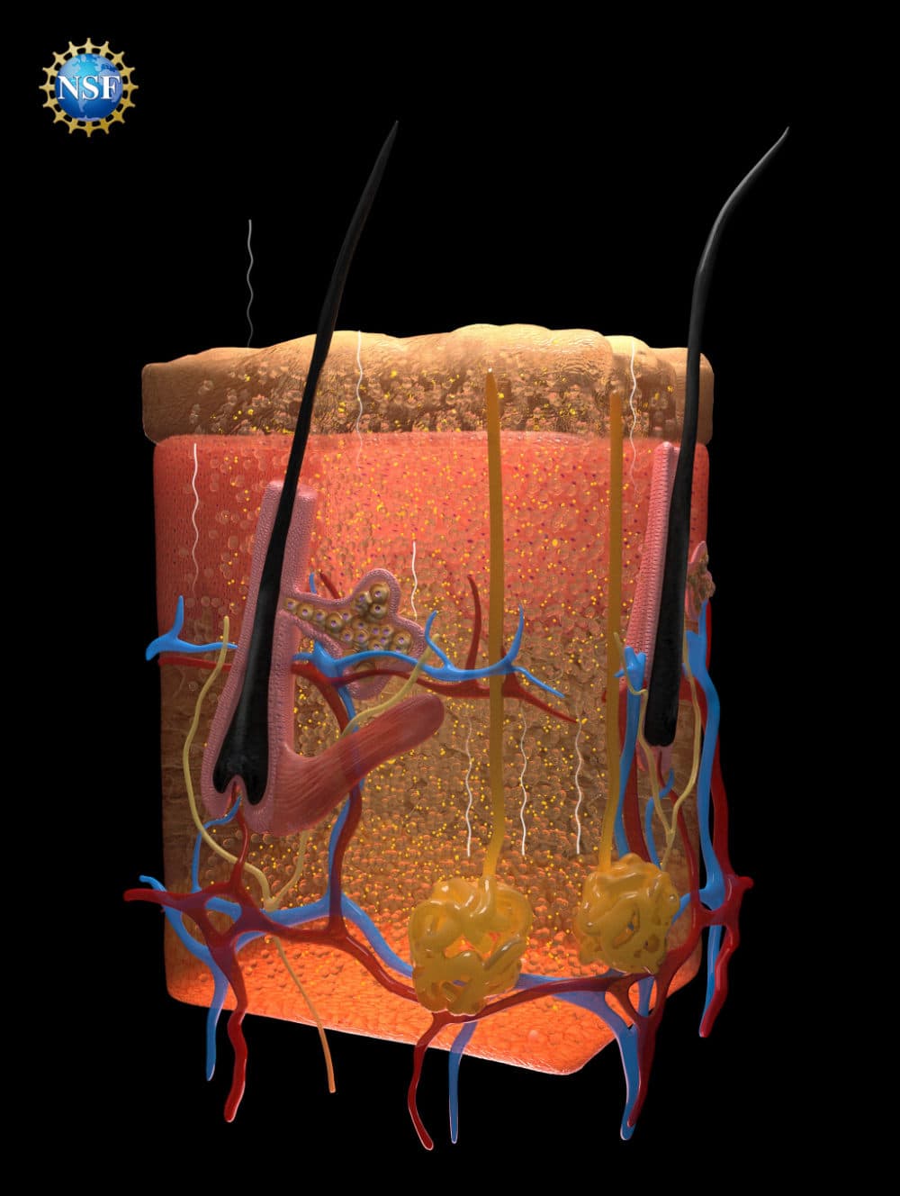 Groundbreaking technique renders skin transparent, opening new avenues ...