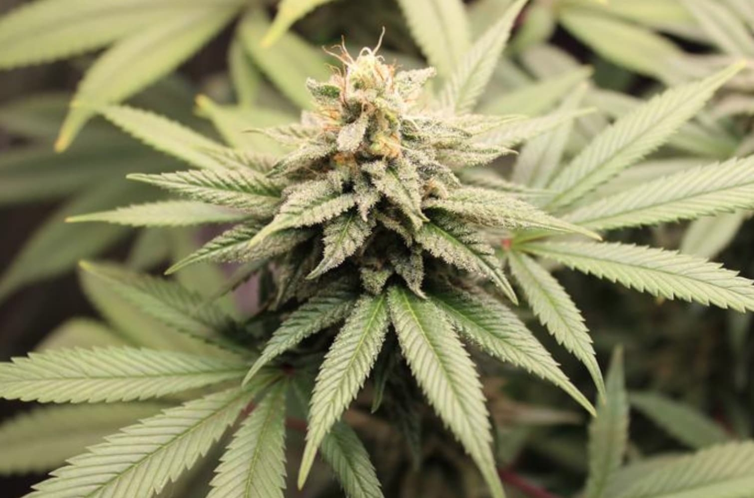 New comprehensive genomic atlas of cannabis reveals therapeutic ...