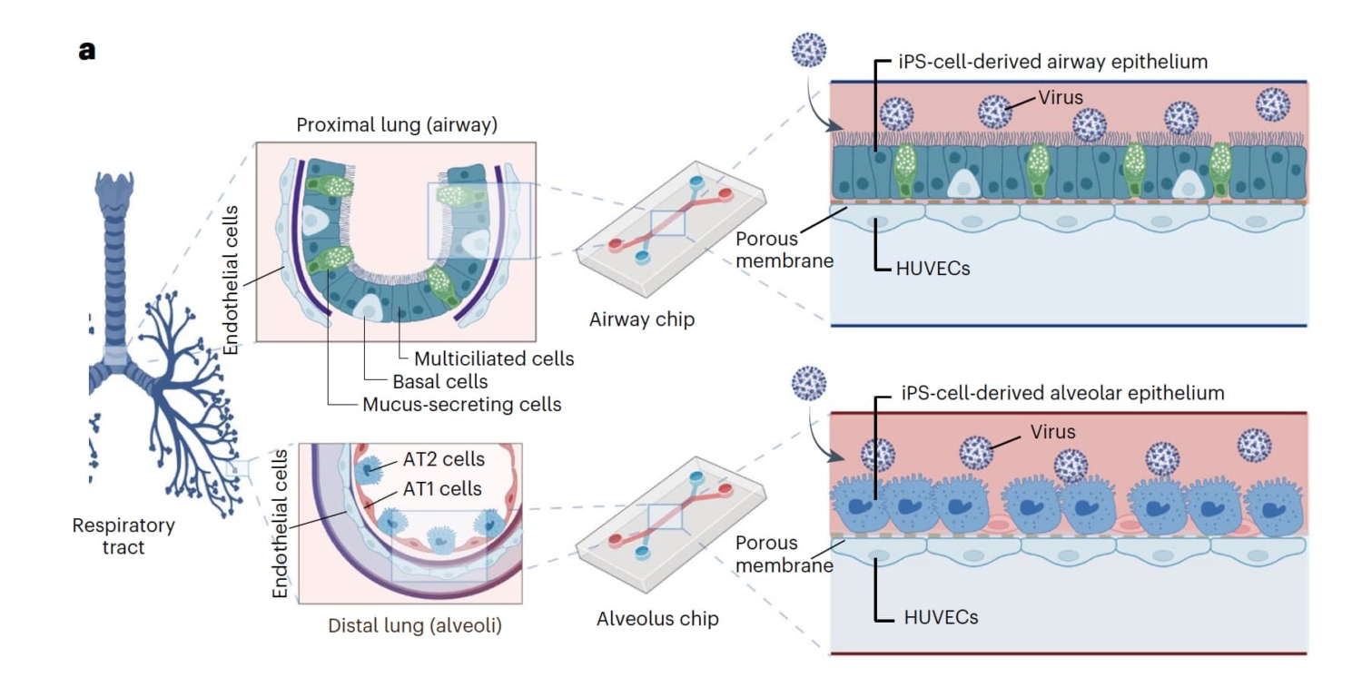 New lung-on-chip technology with iPS cells reveals distinct immune ...